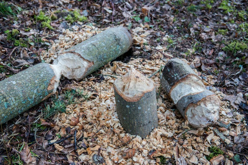 Beaver bitten tree stock photo. Image of trunk, material - 143619636