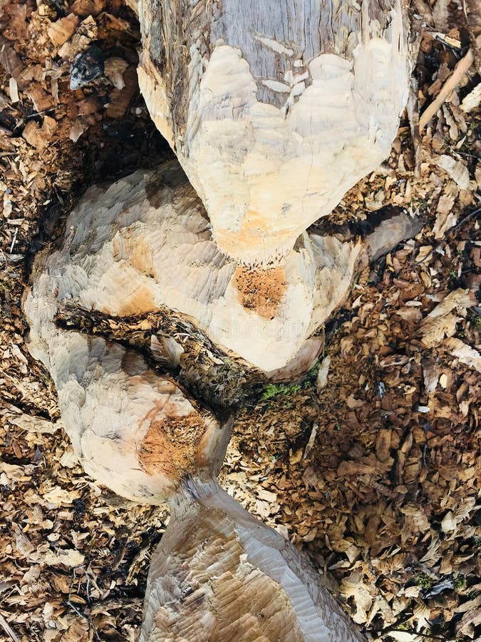 Beaver bitten tree stock image. Image of rodent, bitten - 106732815