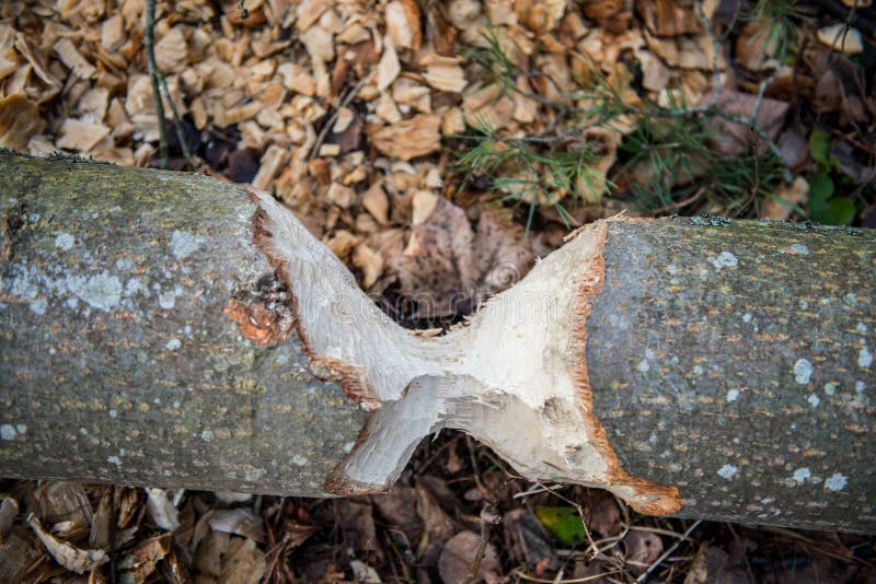 Beaver bitten tree stock image. Image of chewed, gnawed - 143619781