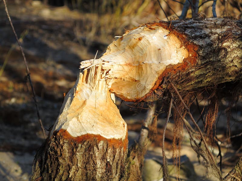 Beaver Bitten and Felled Tree Detail Stock Image - Image of ...