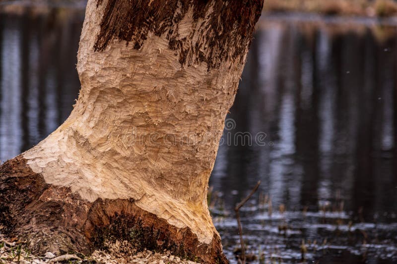 Beaver Bitten Tree on the Coast of the Pond Stock Image - Image of ...