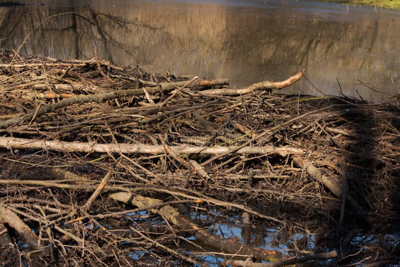 364 Beaver Dam Building Stock Photos - Free & Royalty-Free Stock Photos ...