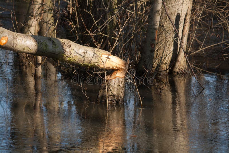 Beaver building a dam stock photo. Image of nature, beavers - 246019394