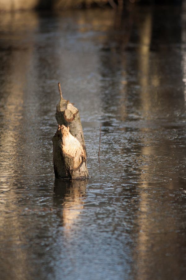 Beaver building a dam stock photo. Image of woods, park - 246019476