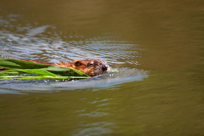 Beaver Building a House on the Lake Stock Photo - Image of canal ...