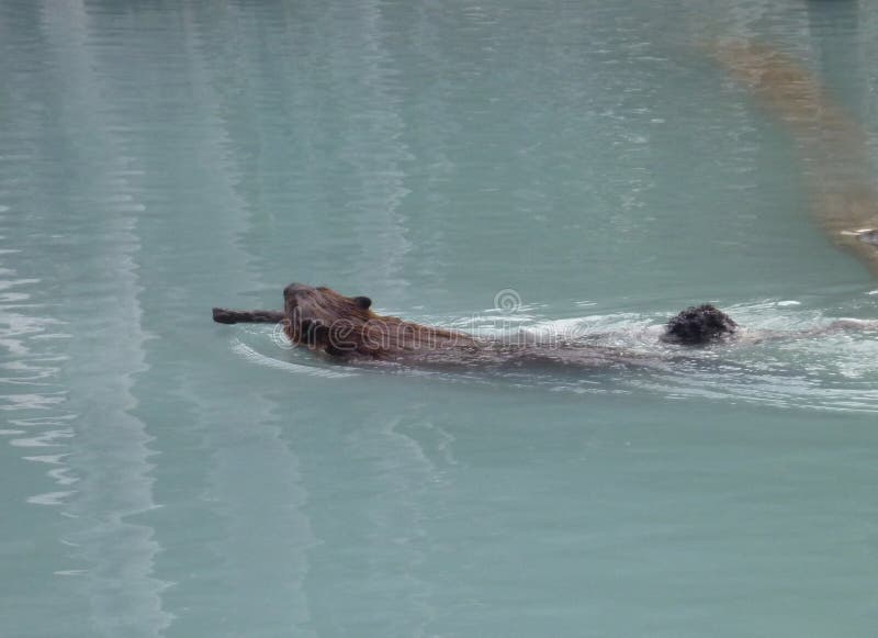 Beaver Building Its Dam of Wood Stock Photo - Image of mammal, pond ...