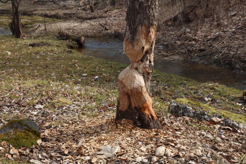 122 Beaver Falling Trees Stock Photos - Free & Royalty-Free Stock ...