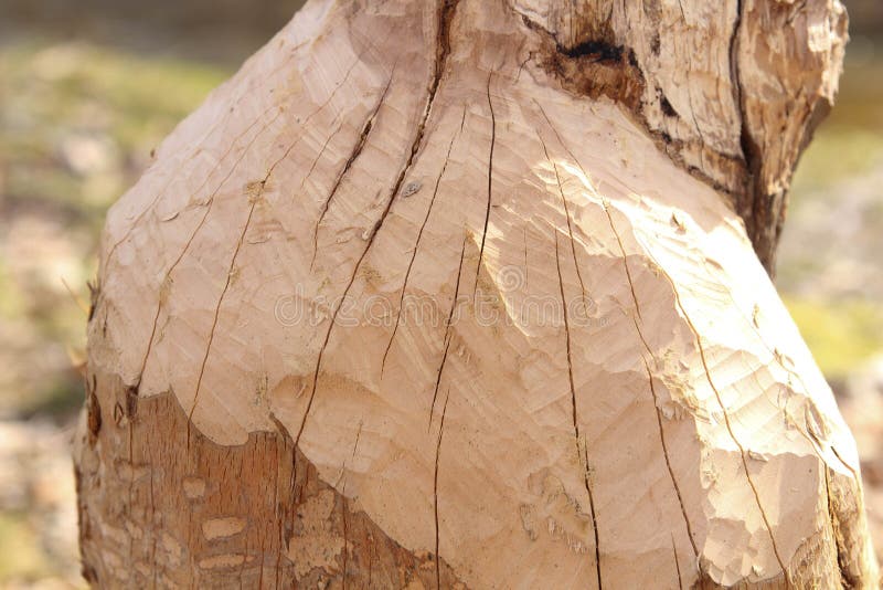 Beaver Tree Damage. they Will Regularly Cut Down Trees. Beavers Eat ...