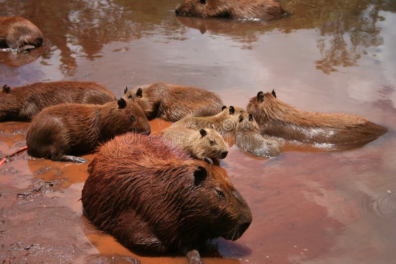Beaver, Capybara, Mammal, Fauna Picture. Image: 116176809
