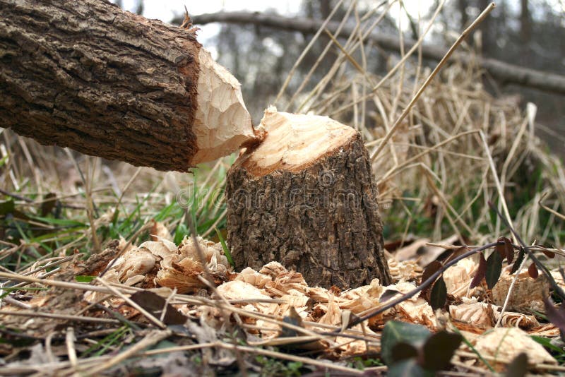 Beaver carnage stock image. Image of chips, nature, sawdust - 999391