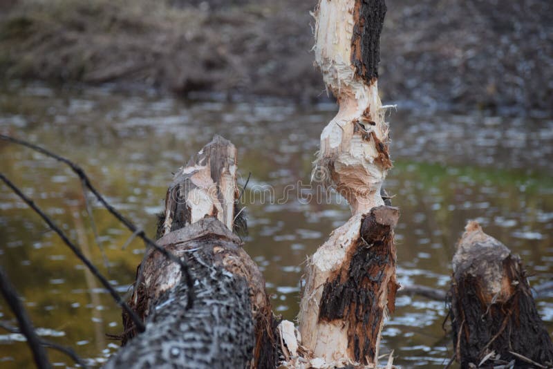 Beaver carvings stock image. Image of stumps, three - 128662279