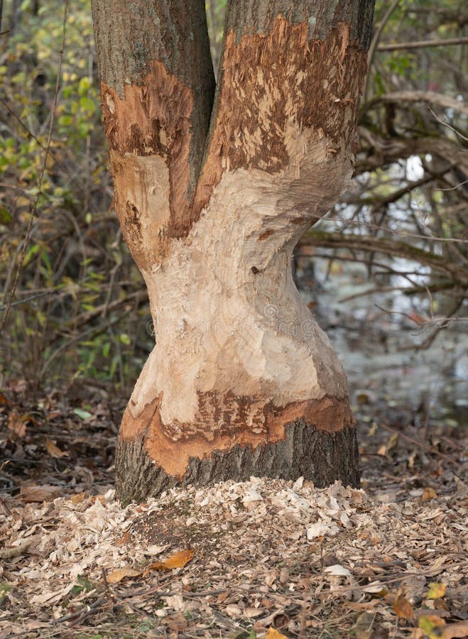 Beaver (Castor Canadensis) Chew on Tree in Upstate NY Stock Photo ...