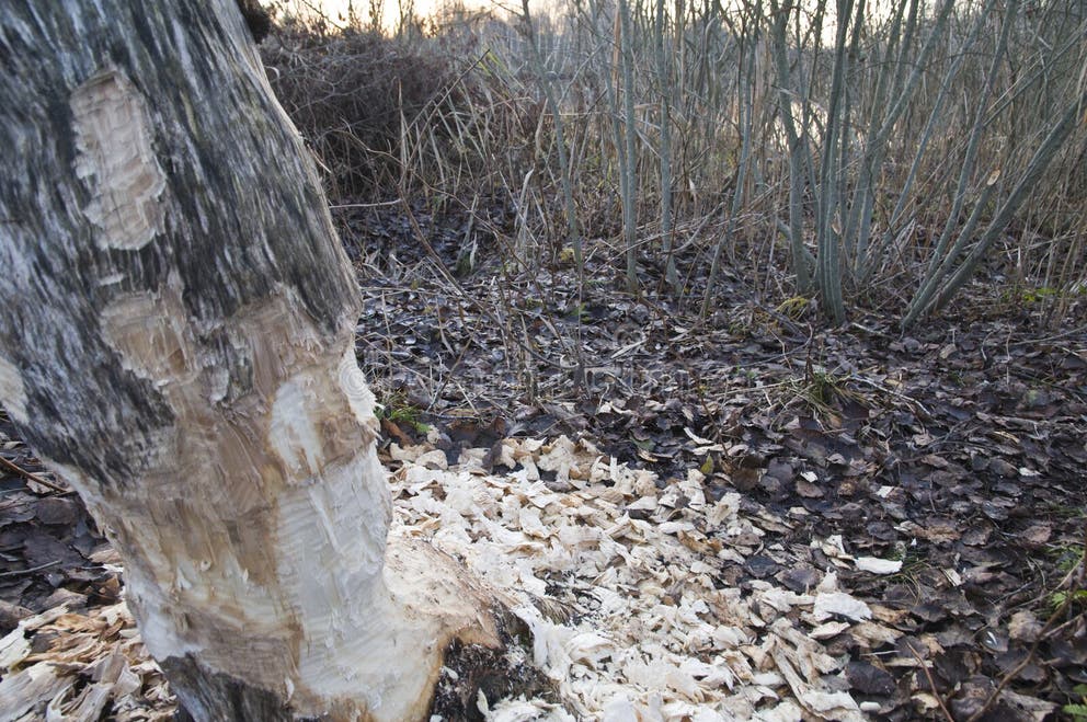 Beaver (Castoridae) Lay a Track Stock Photo - Image of pastures ...