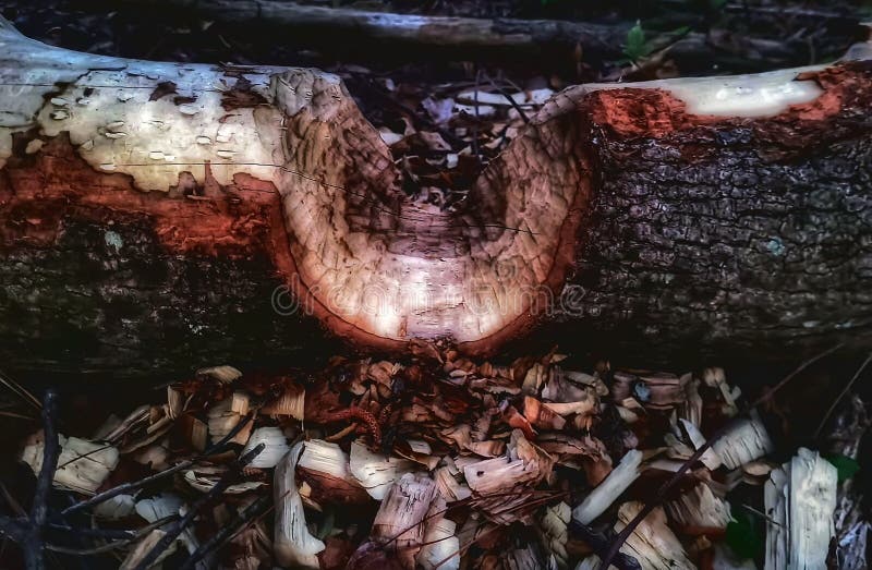 Beaver Chewed Log stock image. Image of soil, rock, sculpture - 227669723