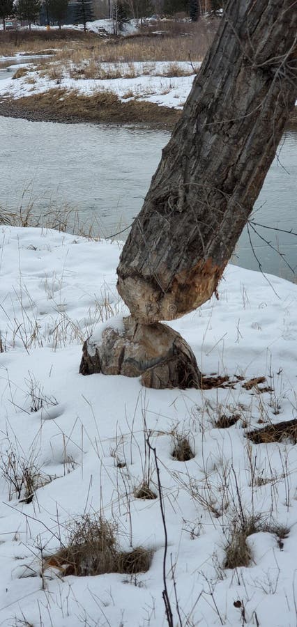 Beaver chewed tree stock image. Image of tree, nature - 213277651
