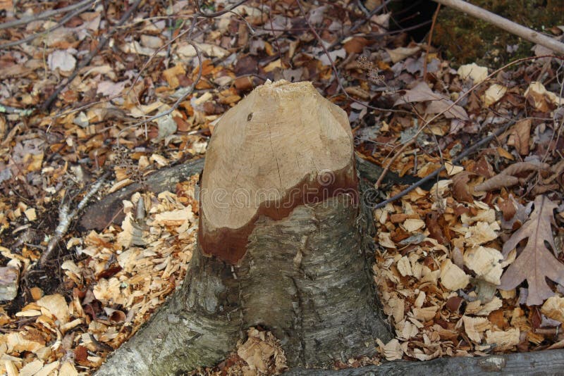 Beaver chewed tree stump stock image. Image of gnawed - 25572813
