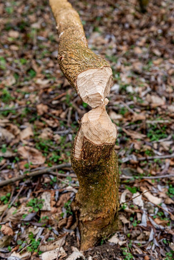 Beaver-chewed Tree Trunks in the Forest Next To a Stream Stock Image ...