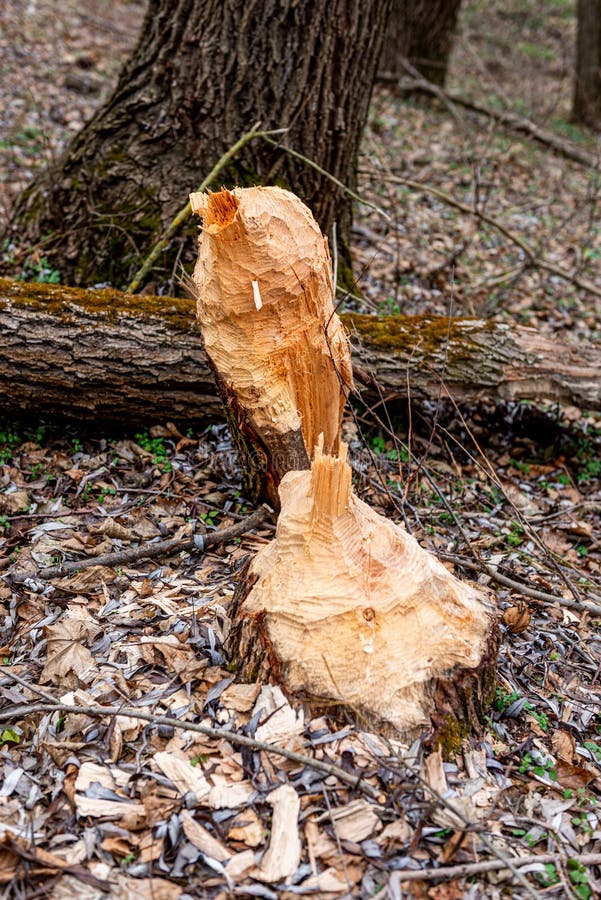 Beaver-chewed Tree Trunks in the Forest Next To a Stream Stock Image ...