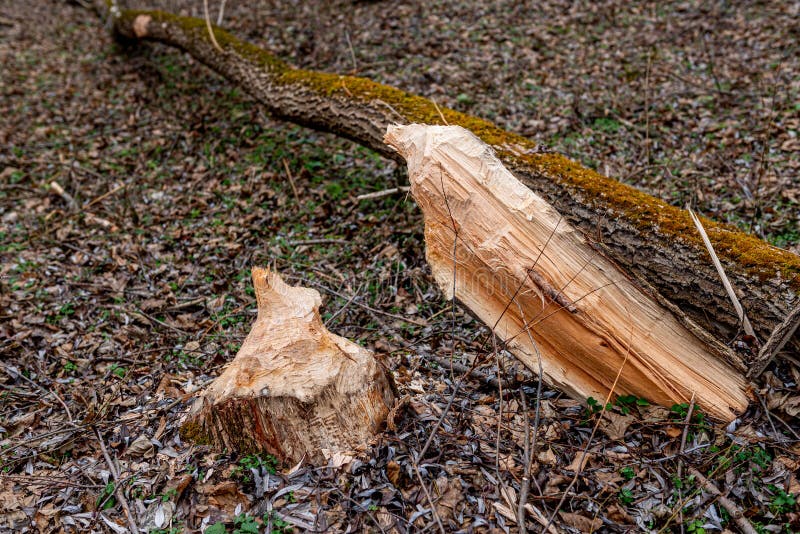 Beaver-chewed Tree Trunks in the Forest Next To a Stream Stock Image ...