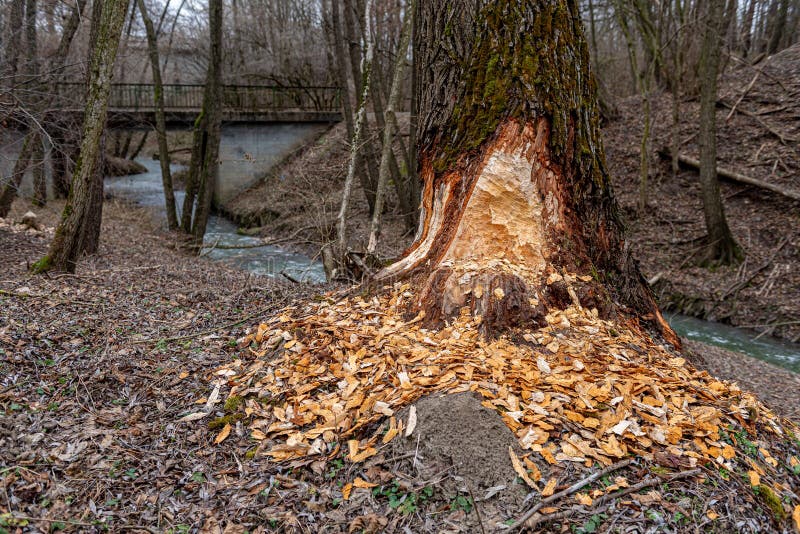 Beaver-chewed Tree Trunks in the Forest Next To a Stream Stock Image ...