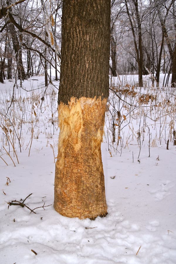 Beaver Chewing on a Ash Tree Inn the Winter Stock Image - Image of chew ...