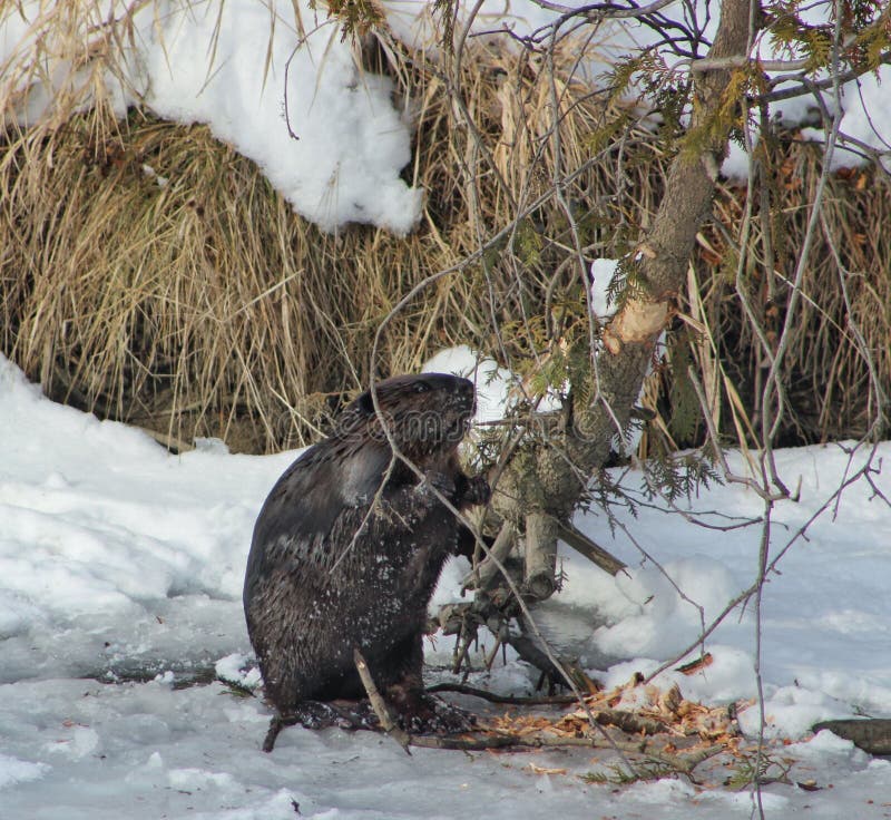 Beaver Chooses A Tree Picture. Image: 85190977