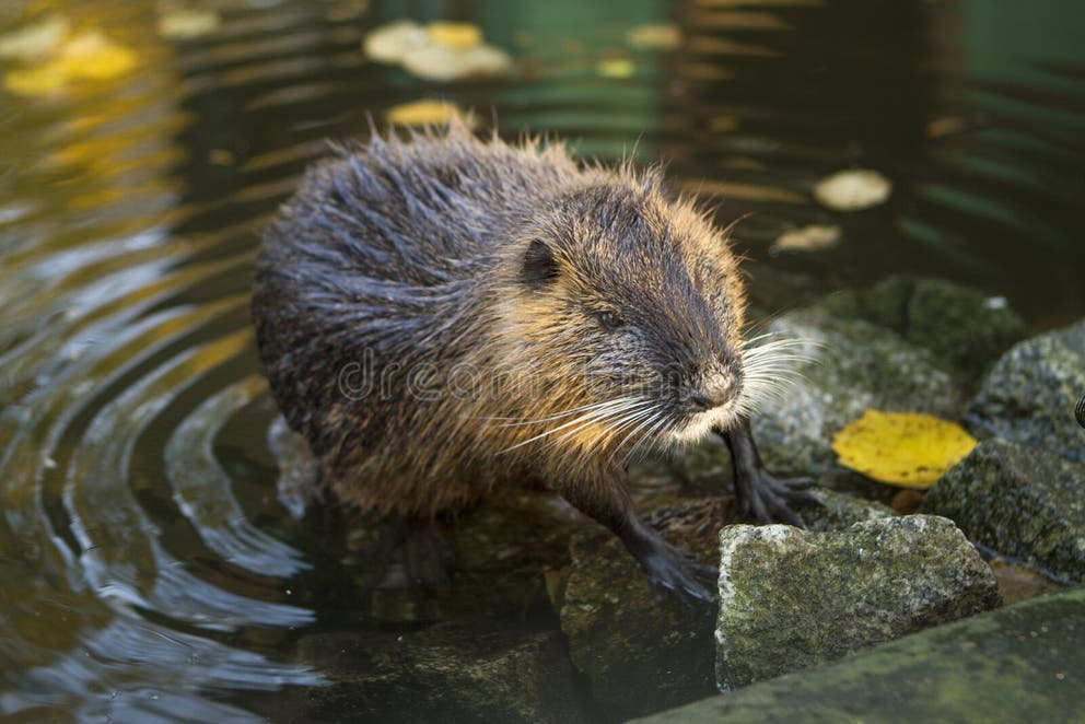 Beaver Close Up stock photo. Image of canadesis, mammal - 47967026