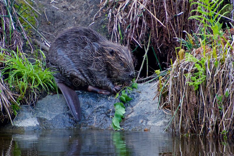 Beaver on a Creek in Sweden Stock Image - Image of west, life: 107195423