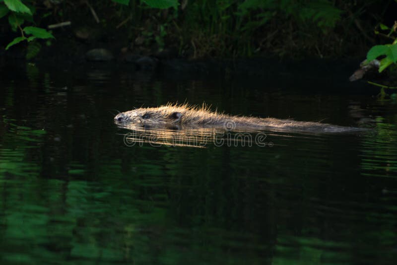 Beaver on a Creek in Sweden Stock Image - Image of coast, morning ...