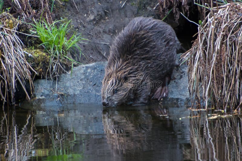 Beaver on a Creek in Sweden Stock Photo - Image of city, trees: 113394448