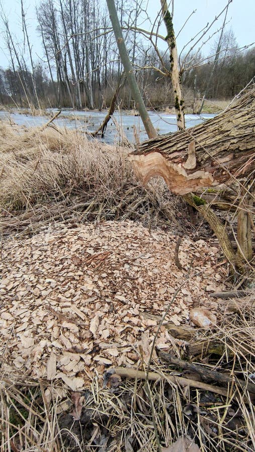 Beaver cut tree stock image. Image of trunk, wood, wilderness - 271239929