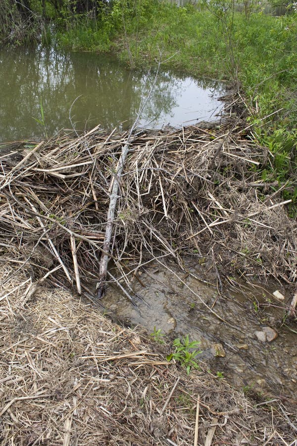 A colourful birds nest stock photo. Image of emerge, background - 2573600
