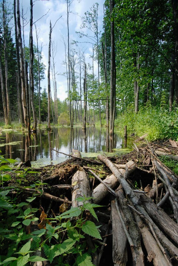 Beaver Dam stock photo. Image of stream, building, structure - 14567808