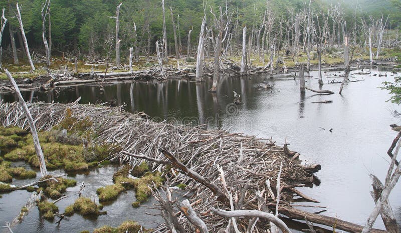 Beaver dam stock image. Image of nature, argentina, ecosystem - 26928339