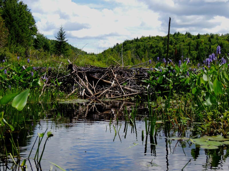 Beaver Dam stock photo. Image of forested, blocking, stream - 88134036