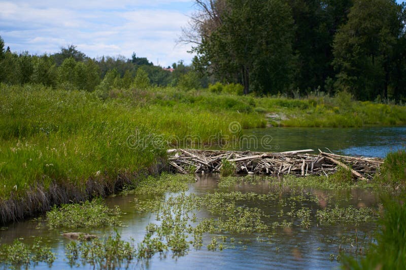 The Beaver Dam is Built on a River in the Forest. Calm, Sunny Summer ...