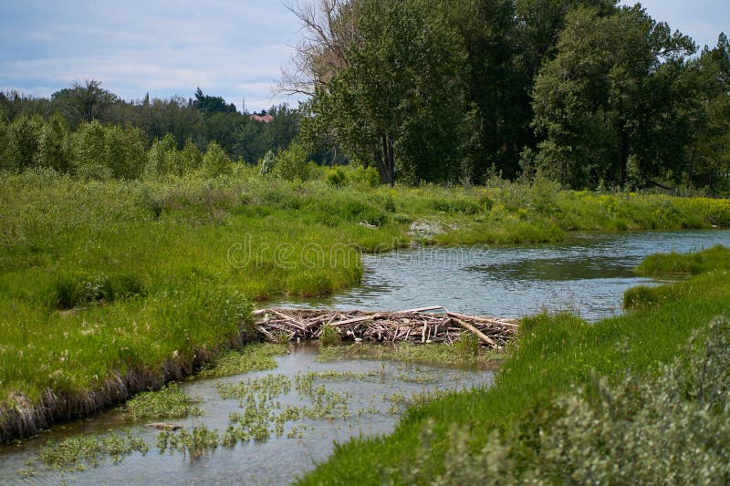 The Beaver Dam is Built on a River in the Forest. Calm, Sunny Summer ...