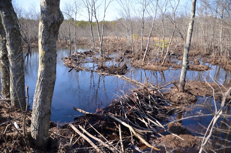 Beaver Dam stock image. Image of nature, branches, beavers - 111359531