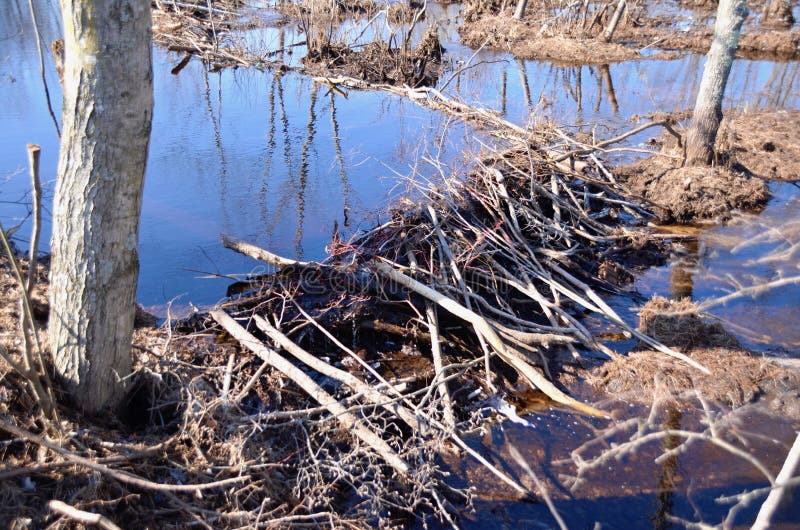 Beaver Dam stock image. Image of branches, beavers, natural - 111359583