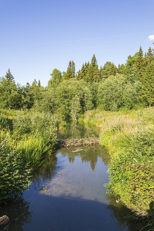 Beaver dam in the forest stock photo. Image of animal - 236424006