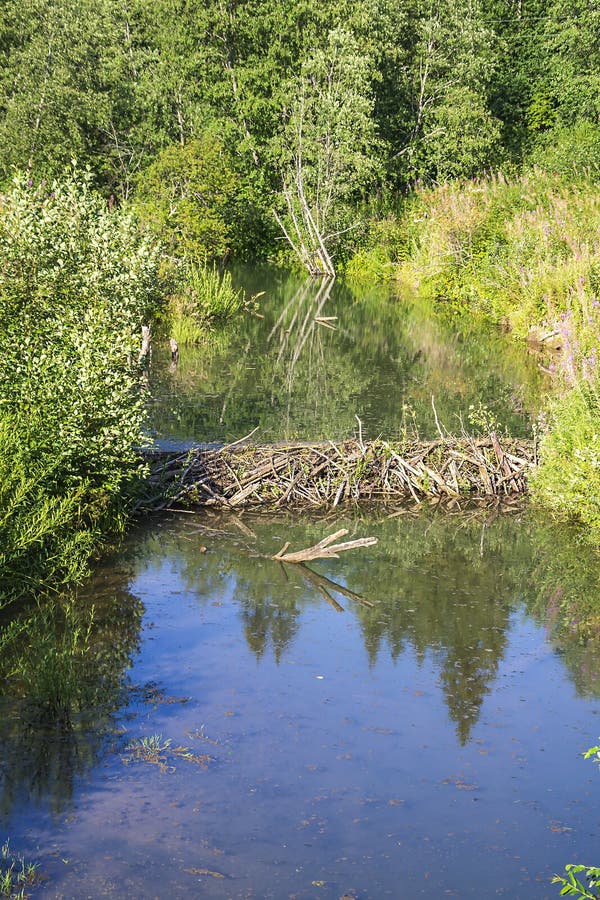 Beaver dam in the forest stock photo. Image of beaver - 236646862