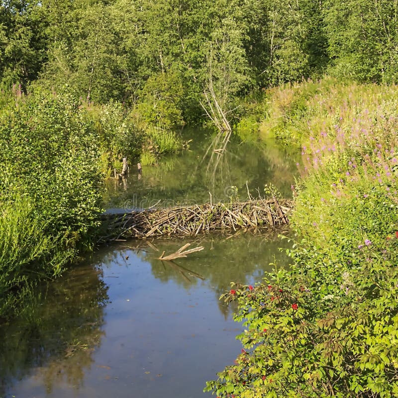 Beaver dam in the forest stock image. Image of branch - 237602019