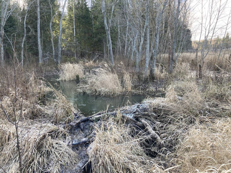 Beaver dam in the forest stock image. Image of nature - 261575209