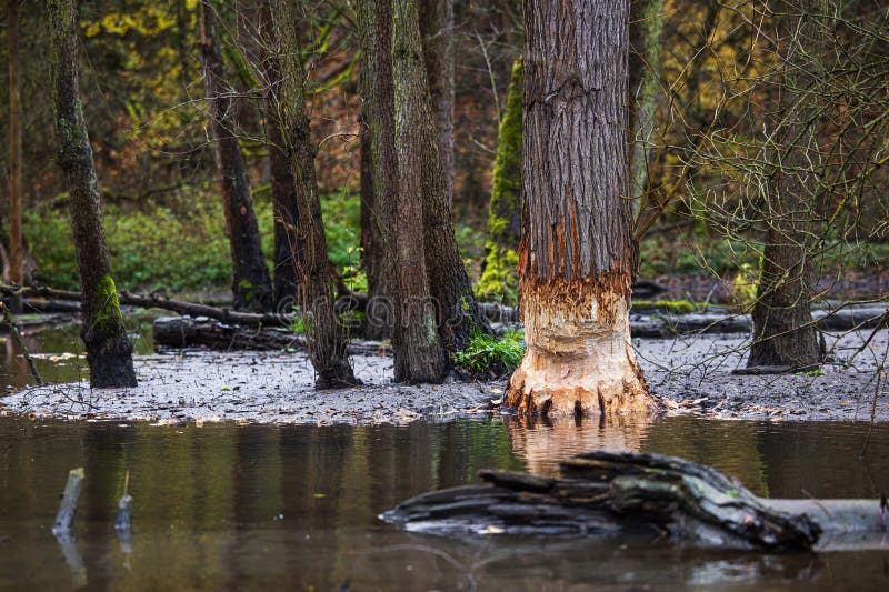 A Beaver Dam or Beaver Impoundment is a Dam Built by Beavers To Create ...