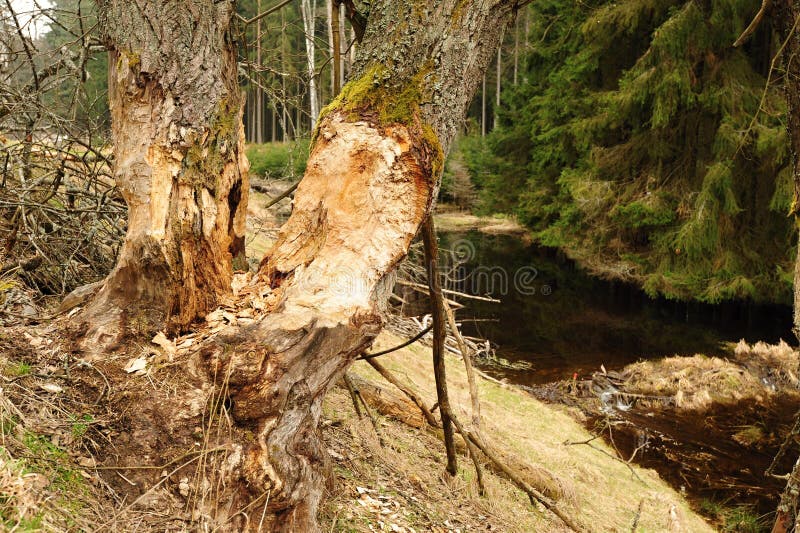 Beaver dam and old trees stock image. Image of sunlight - 89056433