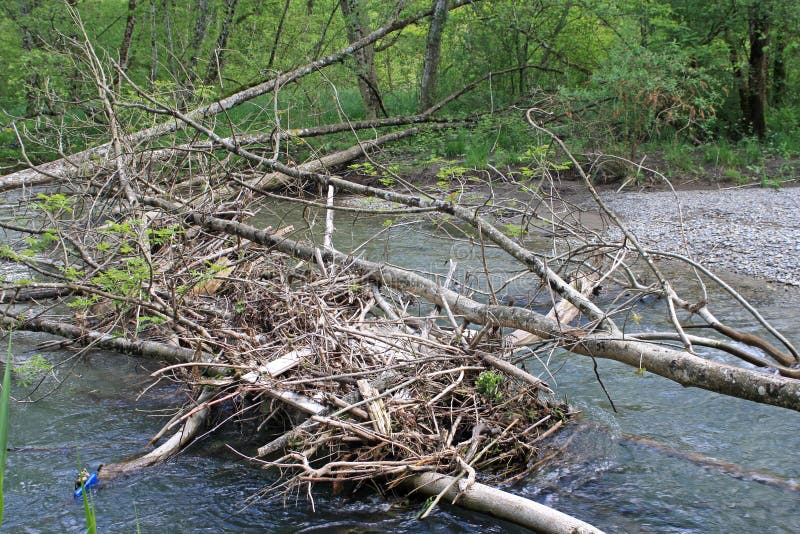 Beaver Dam stock photo. Image of river, melt, green, tree - 40122826
