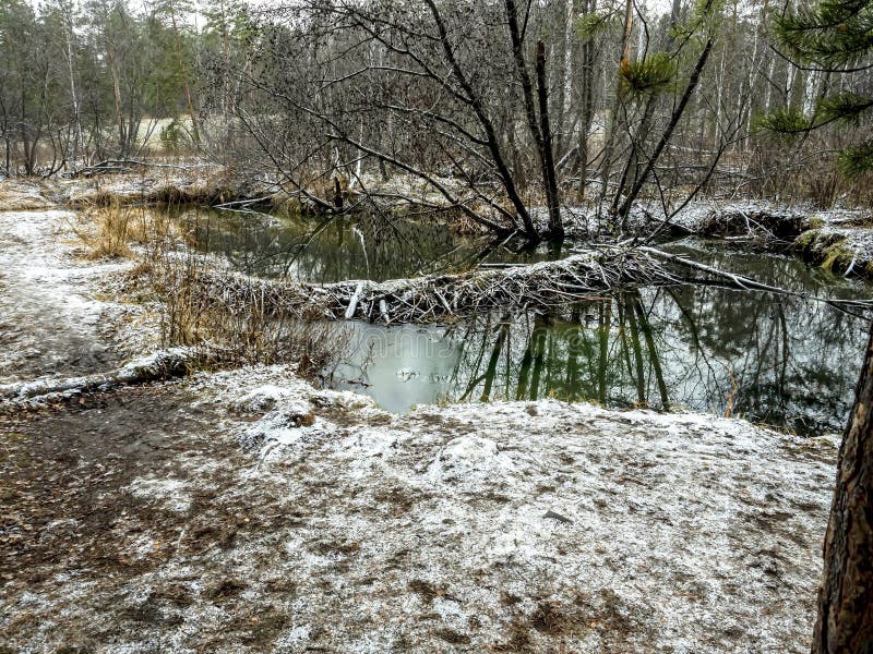 Beaver Dam on a Small Forest River in the Middle Urals Stock Image ...