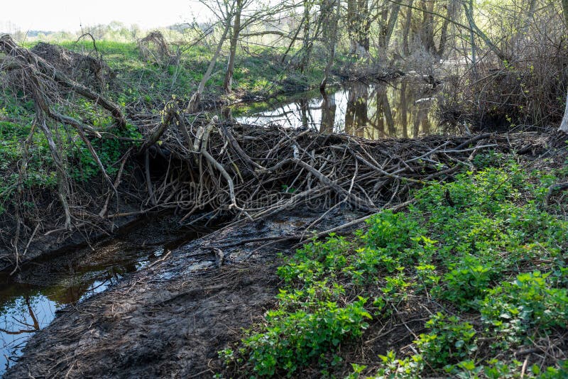 Beaver dam on a stream stock photo. Image of water, beautiful - 336355954