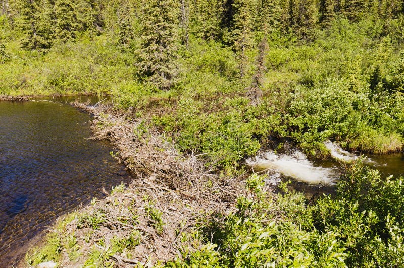 Beaver dam on stream stock image. Image of branches - 345451877