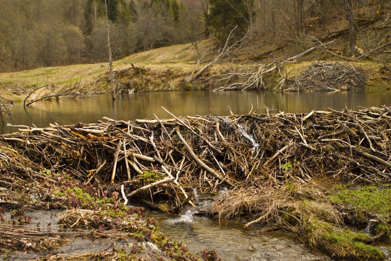 1,152 Natural Beaver Dam Stock Photos - Free & Royalty-Free Stock ...